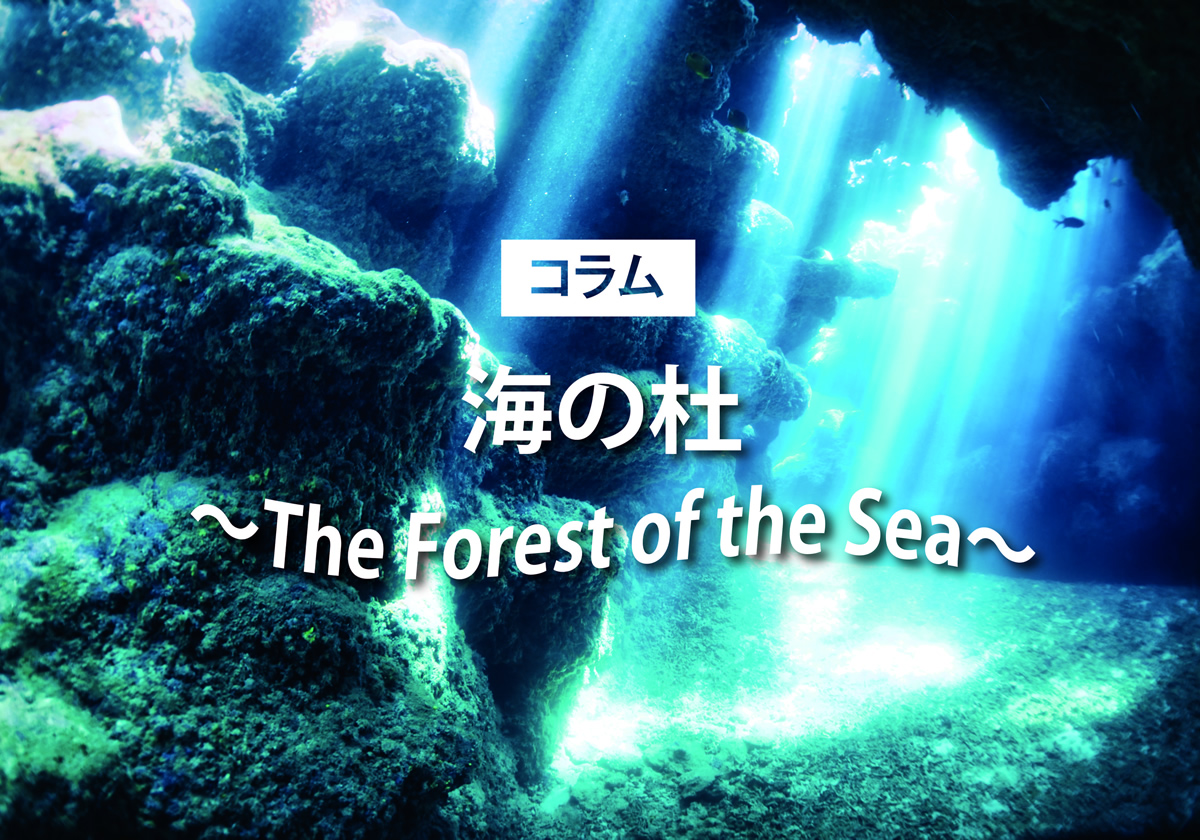 2025年の日本と世界の平均気温は観測史上第3位の高温 | コラム | 変動海洋エコシステム高等研究所（WPI-AIMEC）