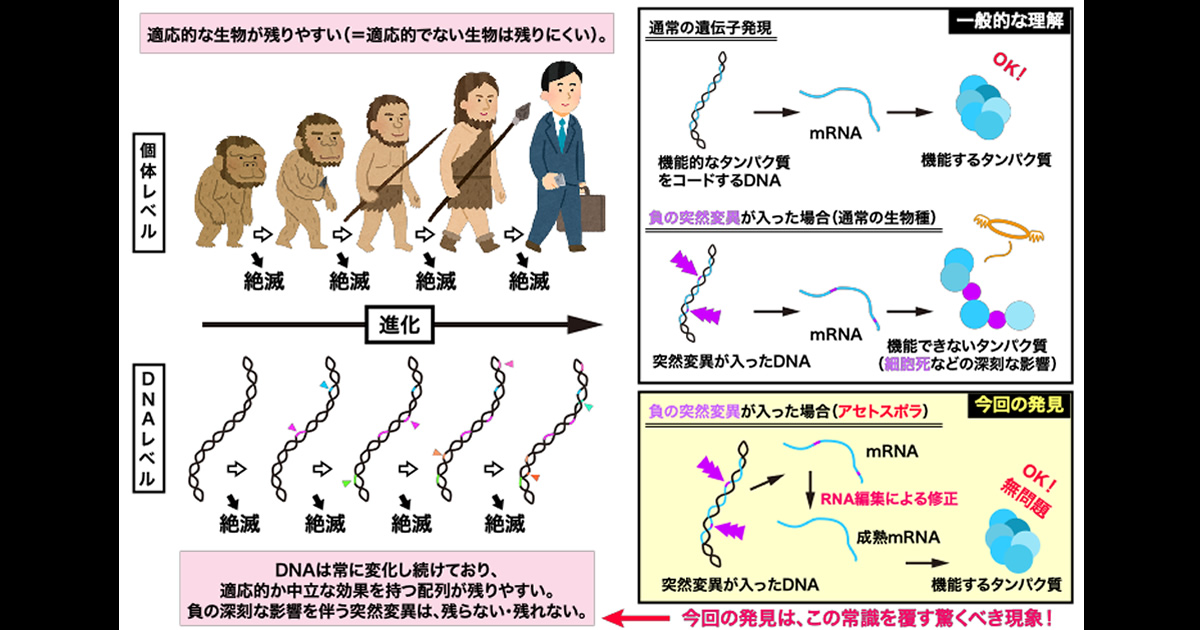 変動海洋エコシステム高等研究所（WPI-AIMEC）